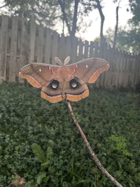 Owl Moth Rmoths