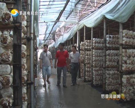 工厂化秀珍菇大棚图片 冬钓大棚 大棚茄 第12页 大山谷图库