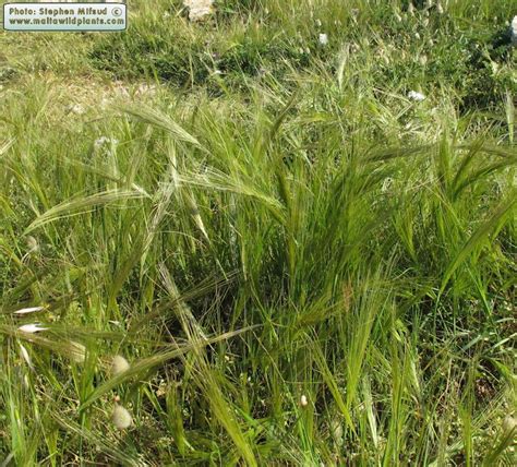Stipa Capensis Common Awn Grass The Online Flora Of The Maltese Islands