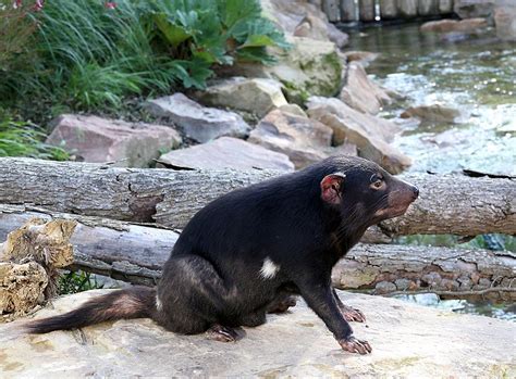 December 2019 Refseq Annotations Human Tasmanian Devil And More Ncbi Insights
