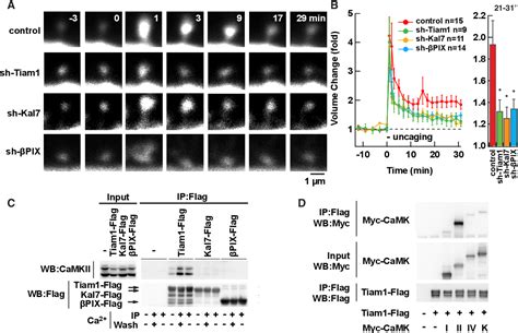 Figure 2 From Reciprocal Activation Within A Kinase Effector Complex