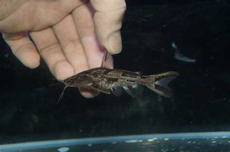 【淡水魚】アナドラス ウェッドデリー リオグァポレ産 ワイルド ±75cm【1匹】（生体）【ナマズ】（熱帯魚） ペットバルーン ネットショップ