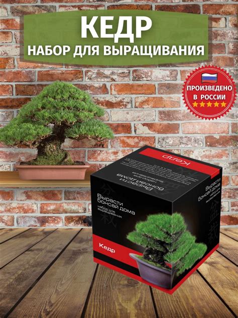 Комнатные Растения для Офиса купить на OZON по низкой цене