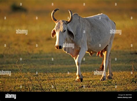 Cattle Cow Cows Bovid Bovidae Domestic Domesticated Farm Farms Farming