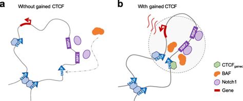 Cancer Specific Ctcf Binding Facilitates Oncogenic Transcriptional
