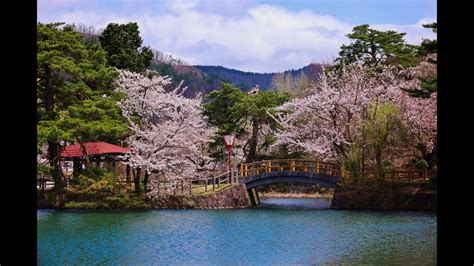 8K HDR 秋田 真人公園の桜 Akita Sakura at Mato Park YouTube
