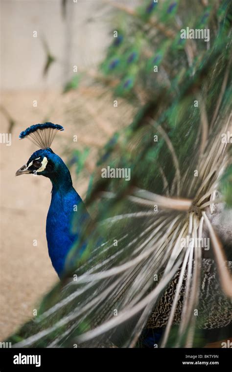 A Male Peacock Displays Its Magnificent Tail Feathers To Attract A Mate
