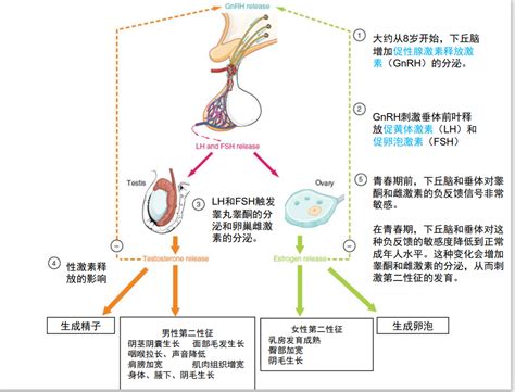 生物心理学期末复习 激素脑与行为 知乎