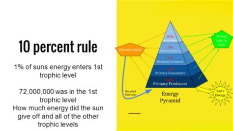 Trophic Levels 10 Rule Diagram Quizlet