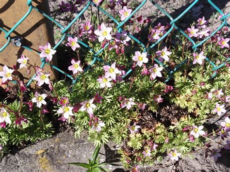 Камнеломка: фото, сорта, посадка и уход