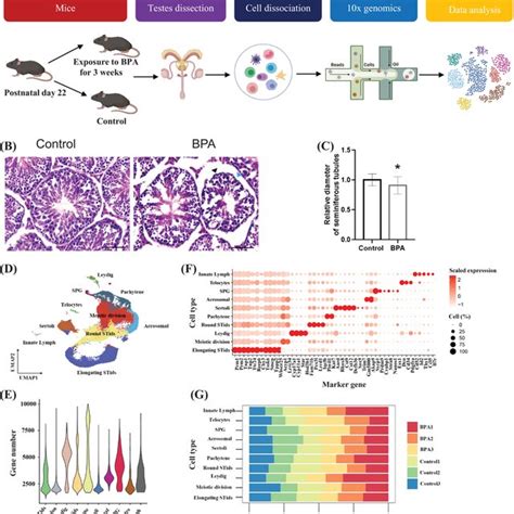 Overall Of The Experimental Design And Single‐cell Transcriptome