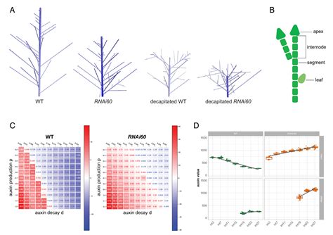 Tree Architecture A Strigolactone Deficient Mutant Reveals A Connection Between Branching Order