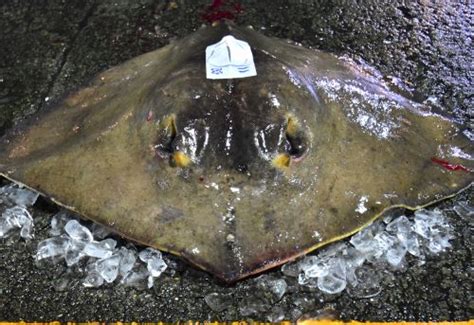 エイ 市場魚貝類図鑑