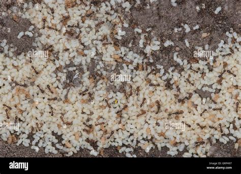 Red Ants Solenopsis Species In Nest Moving Nymphs Eastern Usa Stock