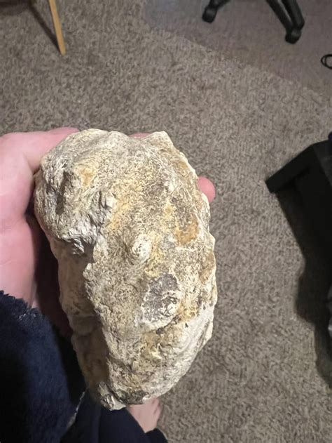 Found In North Texas Is This A Cephalopod Shell Of Some Kind Rfossilid