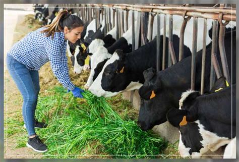 Animal Husbandry Practices In Farming Al Ardh Alkhadra