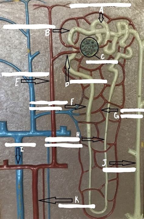 Aandp 2 Lab Nephron Model Diagram Quizlet