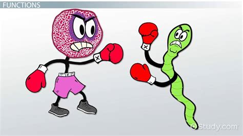 Eosinophils Definition And Function Lesson