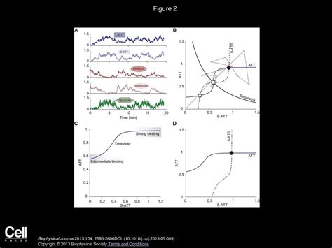 Dynamical Scenarios For Chromosome Bi Orientation Ppt Download