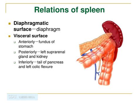 Ppt Regional Anatomy Of Abdomen Powerpoint Presentation Free Download Id3580191