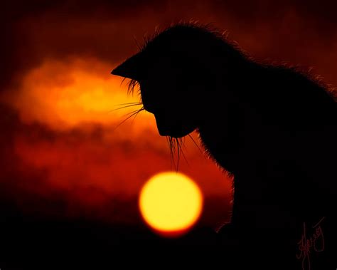 Kitty On Sunset By Lensar On Deviantart