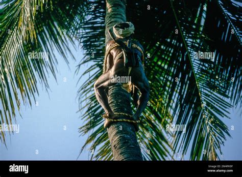 Man Climbing A Coconut Palm Tree Picking Coconuts Stock Photo Alamy