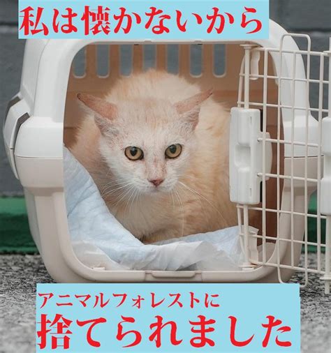 れおなHarris on Twitter 猫のための支援金の使われ方 私的流用ありすぎて書ききれない 豪邸と事務所で月50万の家賃