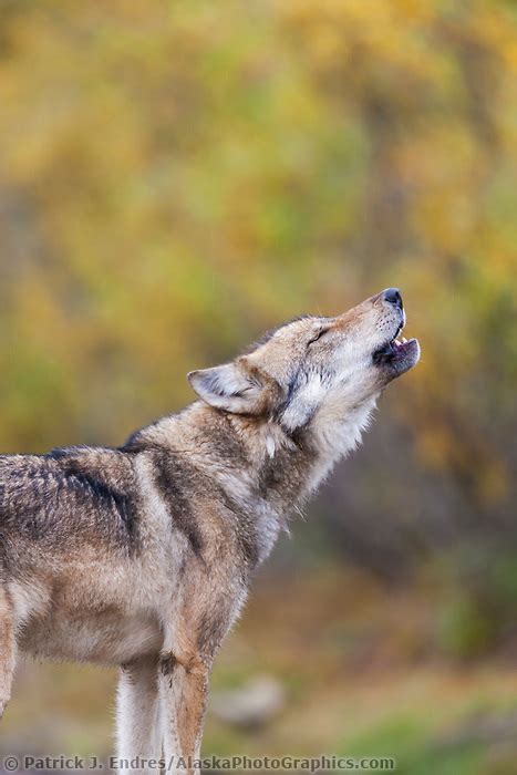 Gray Wolf Growling