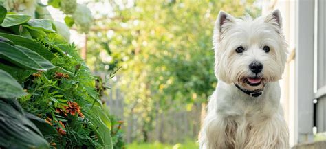 Teacup Westie Full Grown At Rachel Shortland Blog