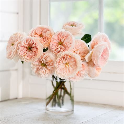 David Austin Charity Blush Luxury Cut Garden Roses 12 Stems Per Bunch