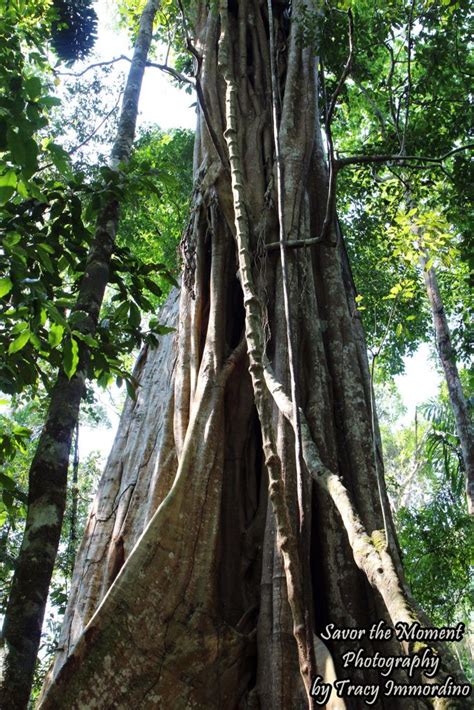 Strangler Fig Trees In The Amazon Rainforest Of Peru