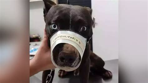 Homem é condenado após tentar castrar cachorro em casa saiba detalhes