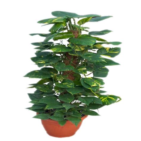 Buy Send Epipremnum Plant Online Igp Id1084469