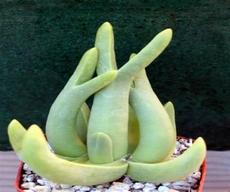 Mitrophyllum Mitratum Succulent 20 Seeds | Etsy