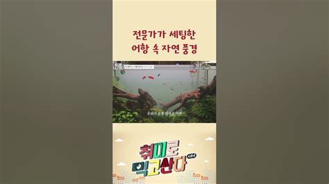마음 정화 타임 전문가가 세팅한 어항 속 자연 풍경 Shorts Youtube