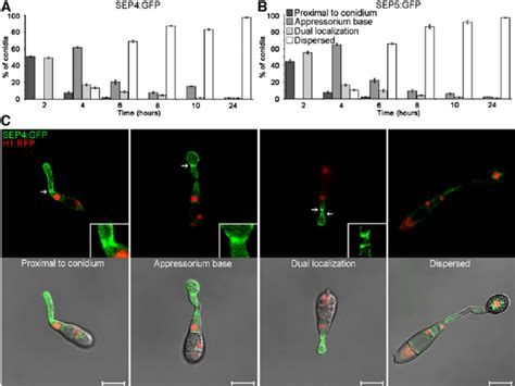 Septin Ring Formation Occurs Prior To Mitosis During Appressorium
