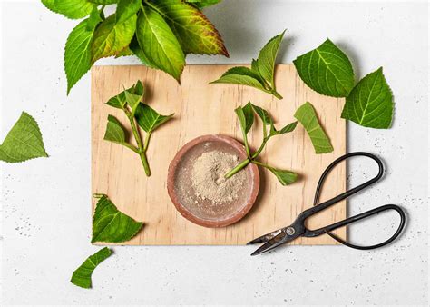 How To Propagate Hydrangea