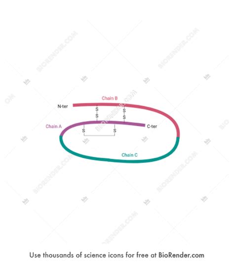 Free Insulin Modification 2 Proinsulin Icons Symbols And Images