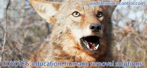 How To Get Rid Of Coyotes In Your Yard