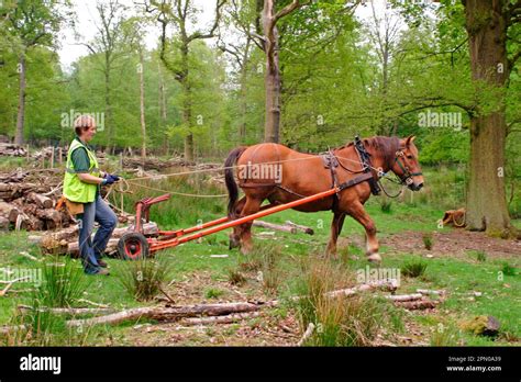 Suffolk Punch Used For Forestry Work Collecting Logs In The Forest