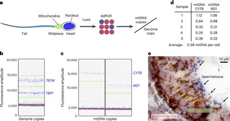 Mitochondria Of Human Spermatozoa Contain No Mtdna A Schematics Of The Download Scientific