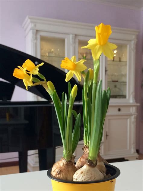 Нарциссы🌼🌼