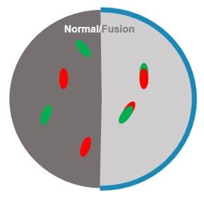 Gene Fusion FISH Probes Creative Bioarray