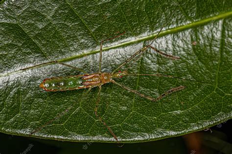 Premium Photo Assassin Bug Nymph