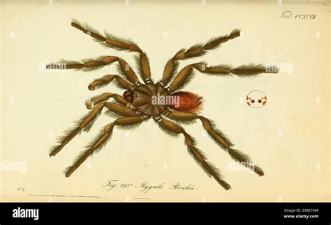 Die Arachniden Nürnberg In Der C H Zehschen Buchhandlung 1831 1848 Arachnida Taxonomy