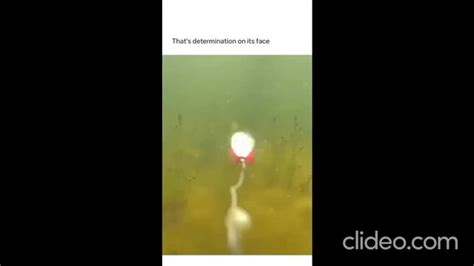 Determination Meme By Arctica Memedroid