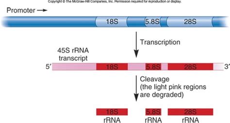 Genetics Rna Modification Flashcards Quizlet
