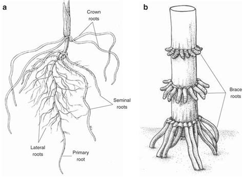 Stilt Roots Of Maize