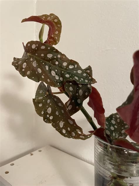 Begonia Cuttings Not Doing Well R Plantclinic