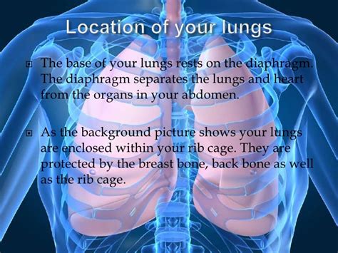 The Lungs Presentation Ch 2